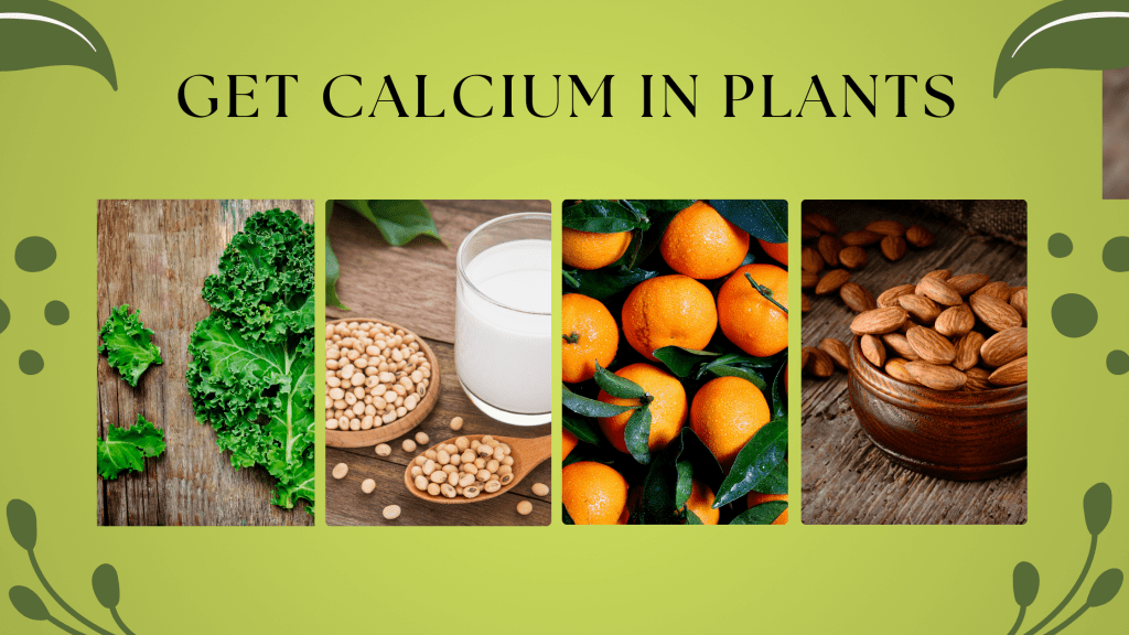 5 Easy Ways to Get Your calcium in plants